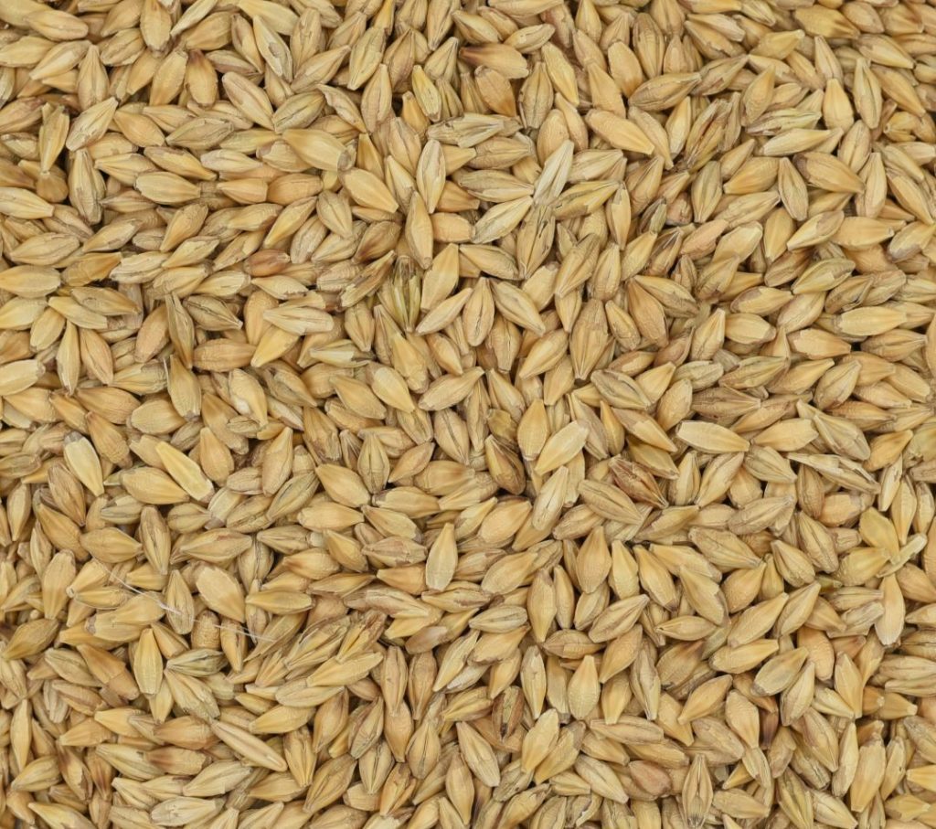 Barley Feed - 30KG - Al maraai Al Hadeetha